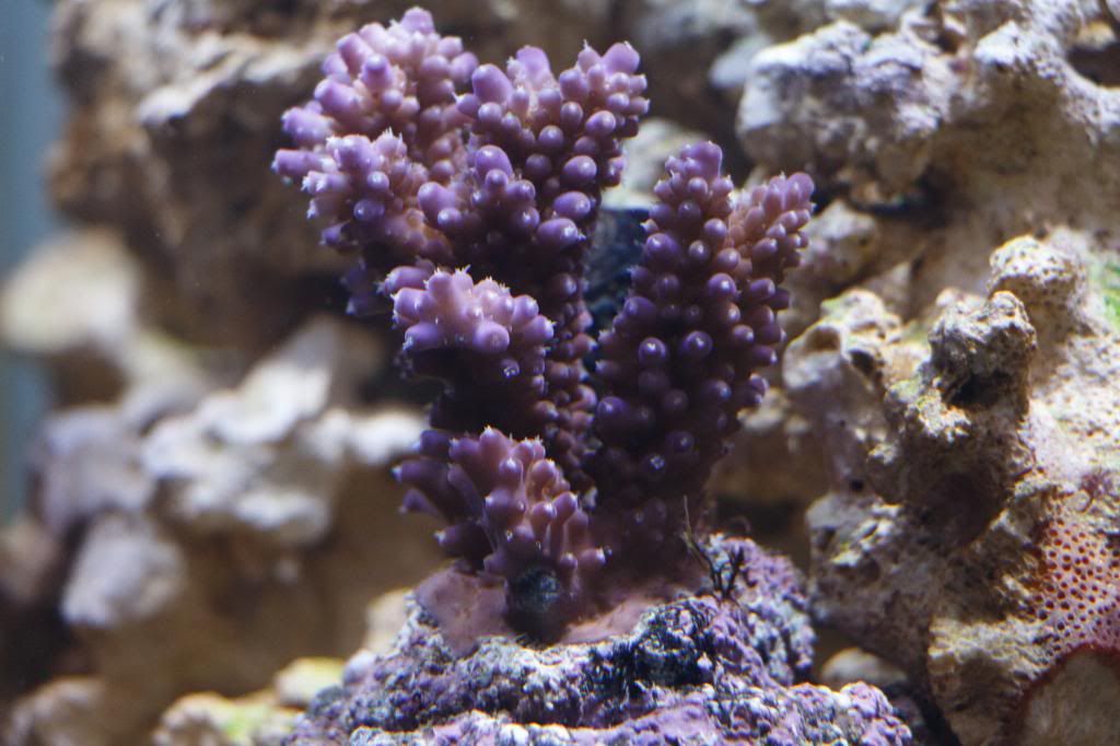 Sps Coral Identification Needed 3reef Aquarium Forums